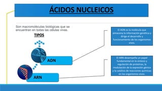 BIOQUIMICA DEL CUERPO HUMANO | PPTX