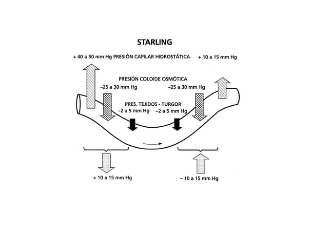 Bioquimica Del Edema Ppt