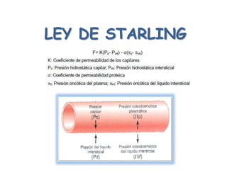 Bioquimica del edema | PPTX