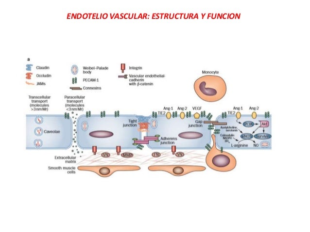 Bioquimica del endotelio vascular