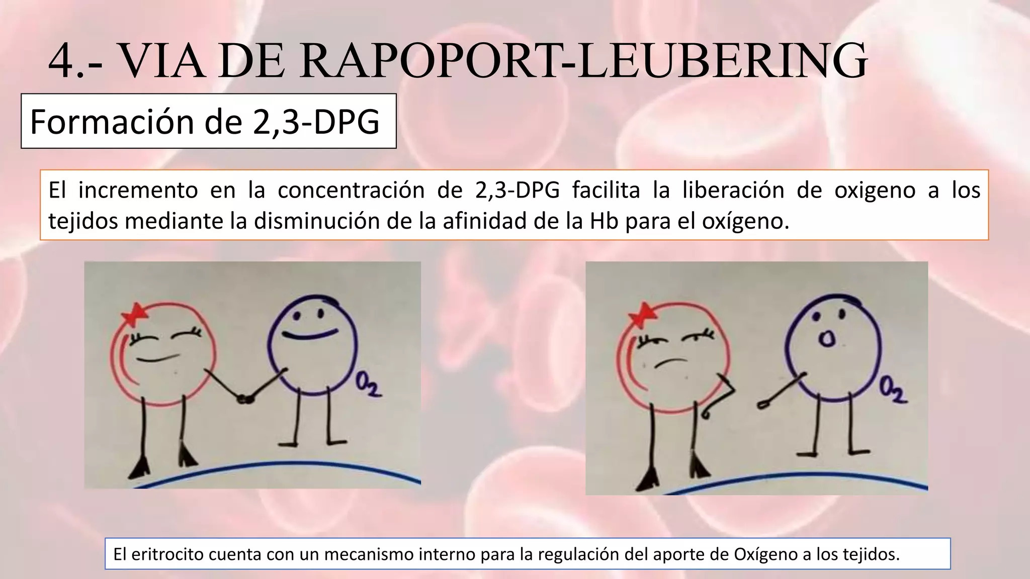 Bioquimica del eritrocito | PPTX