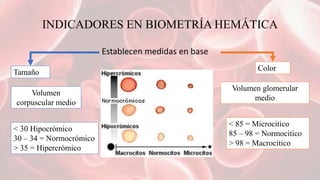 Bioquimica del eritrocito | PPTX