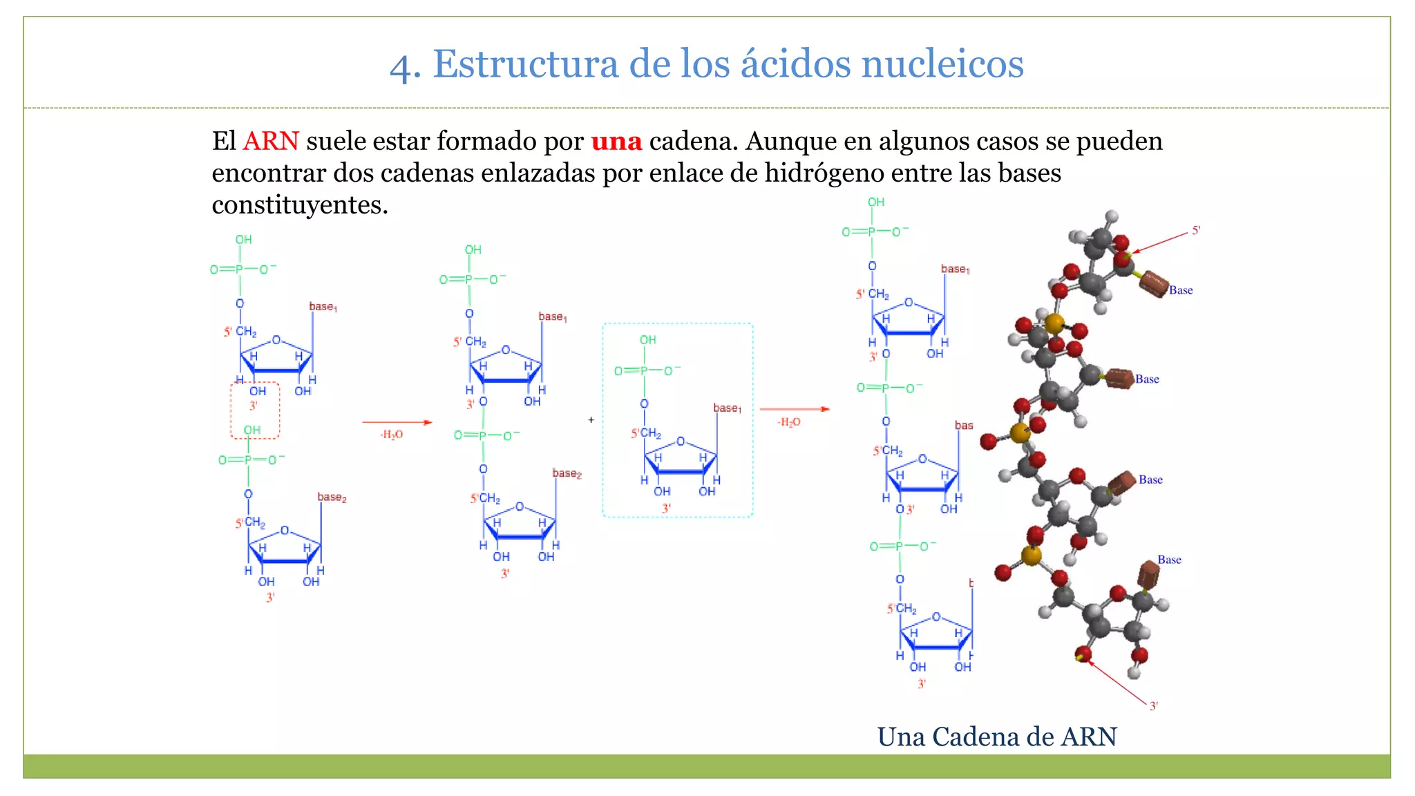 Bioquimica de los alimentos Acidos nucleicos.pdf