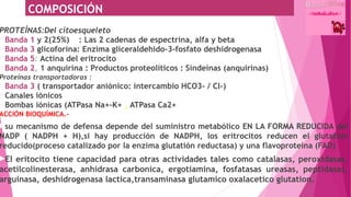 BIOQUIMICA DE LOS ERITROCITOS: todo sobre los eritrocitos | PPT