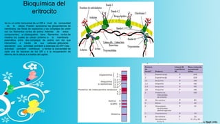 BIOQUIMICA DE LOS ERITROCITOS: todo sobre los eritrocitos | PPT