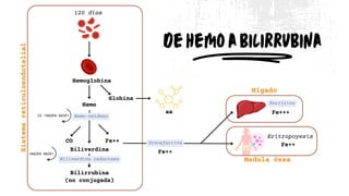 Sintesis y degradación del grupo hemo y pigmentos biliares | PDF