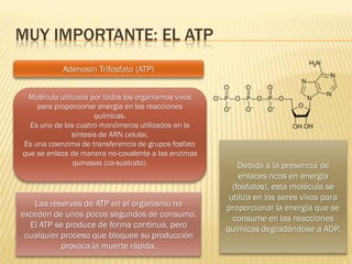 Rutas metabólicas para medicina bioquímica | PDF