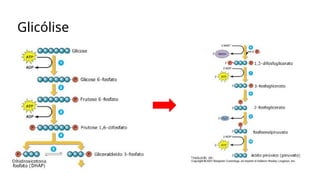 Bioquímica-glicolise_glicolise Aula 3.pptx