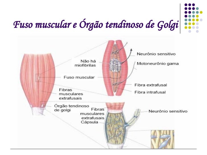 Contração Muscular - Bioquímica