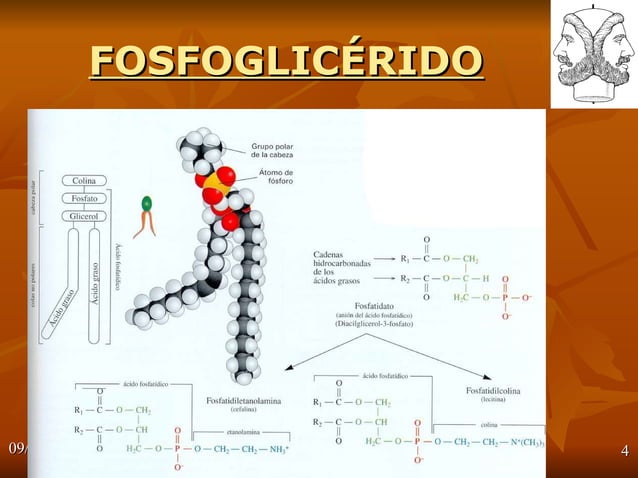 FOSFOGLICERIDOS (fosfolipidos)