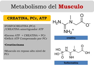 Bioquímica del Musculo | PPTX