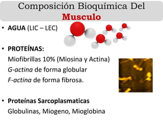 Bioquímica del Musculo | PPTX