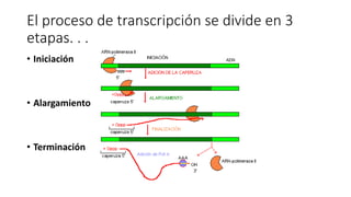 Transcripcion | PPTX