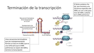 Transcripcion | PPTX