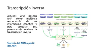Transcripcion | PPTX