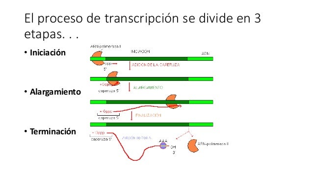 Transcripcion