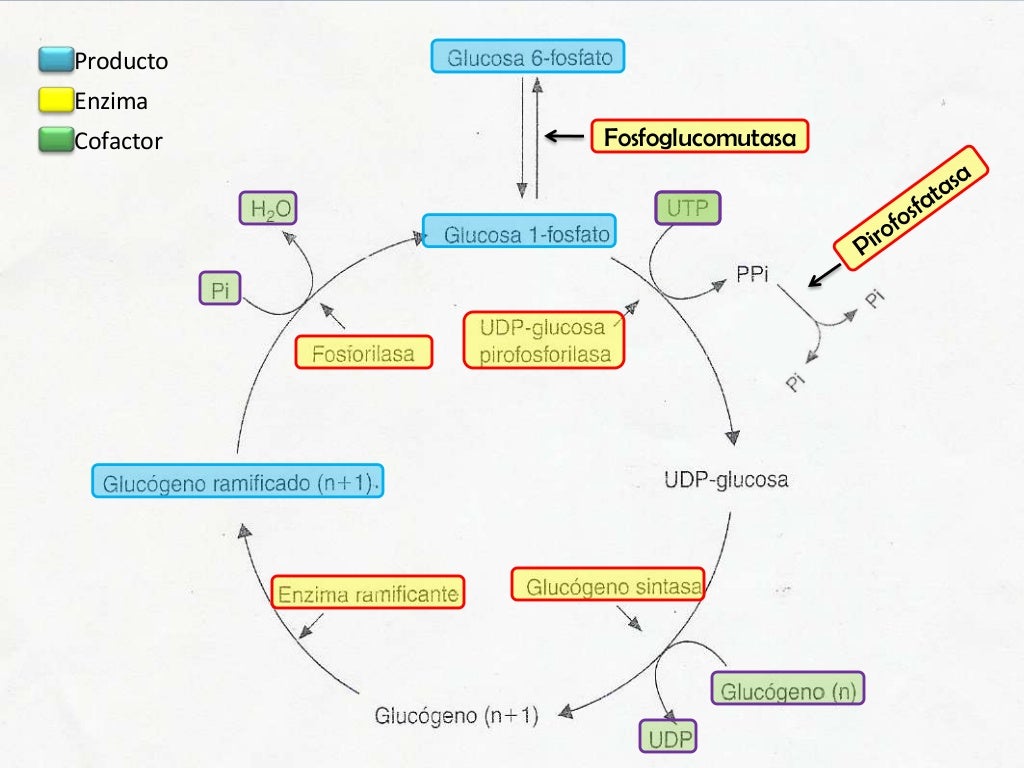 Glucogénesis y Glucogenólisis