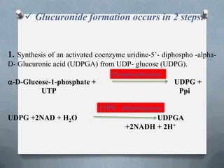 Bioransformation ( Biopharmaceutics ) | PDF