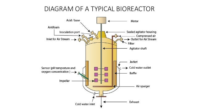 Bioreactor PPT