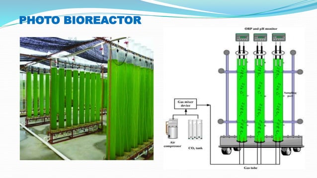 Bioreactor | PPTX | Home Appliances | Home & Garden