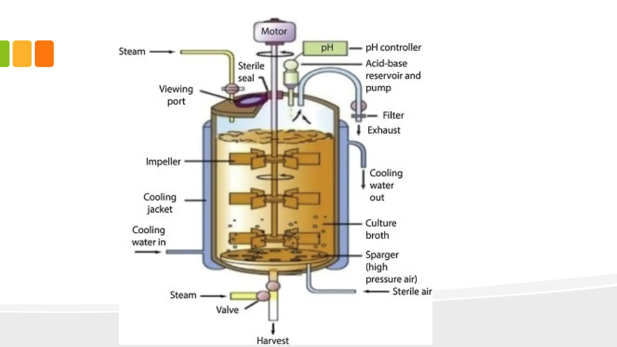 BIOREACTOR DESIGN, DOWN STREAM PROCESSING, BIOMASS 1.pptx
