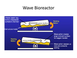 Bioreactors for animal cell suspension culture | PPTX