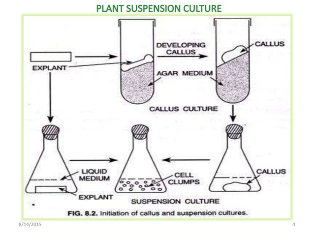 Bioreactors for plant cell suspension culture | PPT