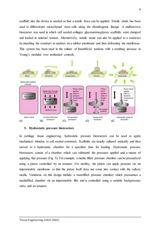 Bioreactors in tissue engineering | DOCX