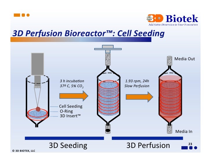 Perfusion Bioreactor