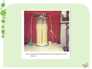 BIOREACTOR TECHNOLOGY FOR LARGE SCALE CULTIVATION OF PLANT CELL ...