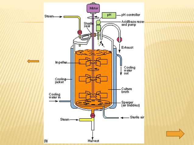 Bioreaktor | PPT