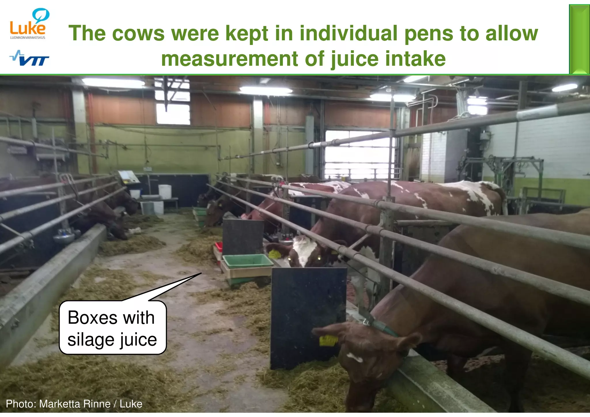 Grass silage for biorefinery - Palatability of silage juice for growing ...