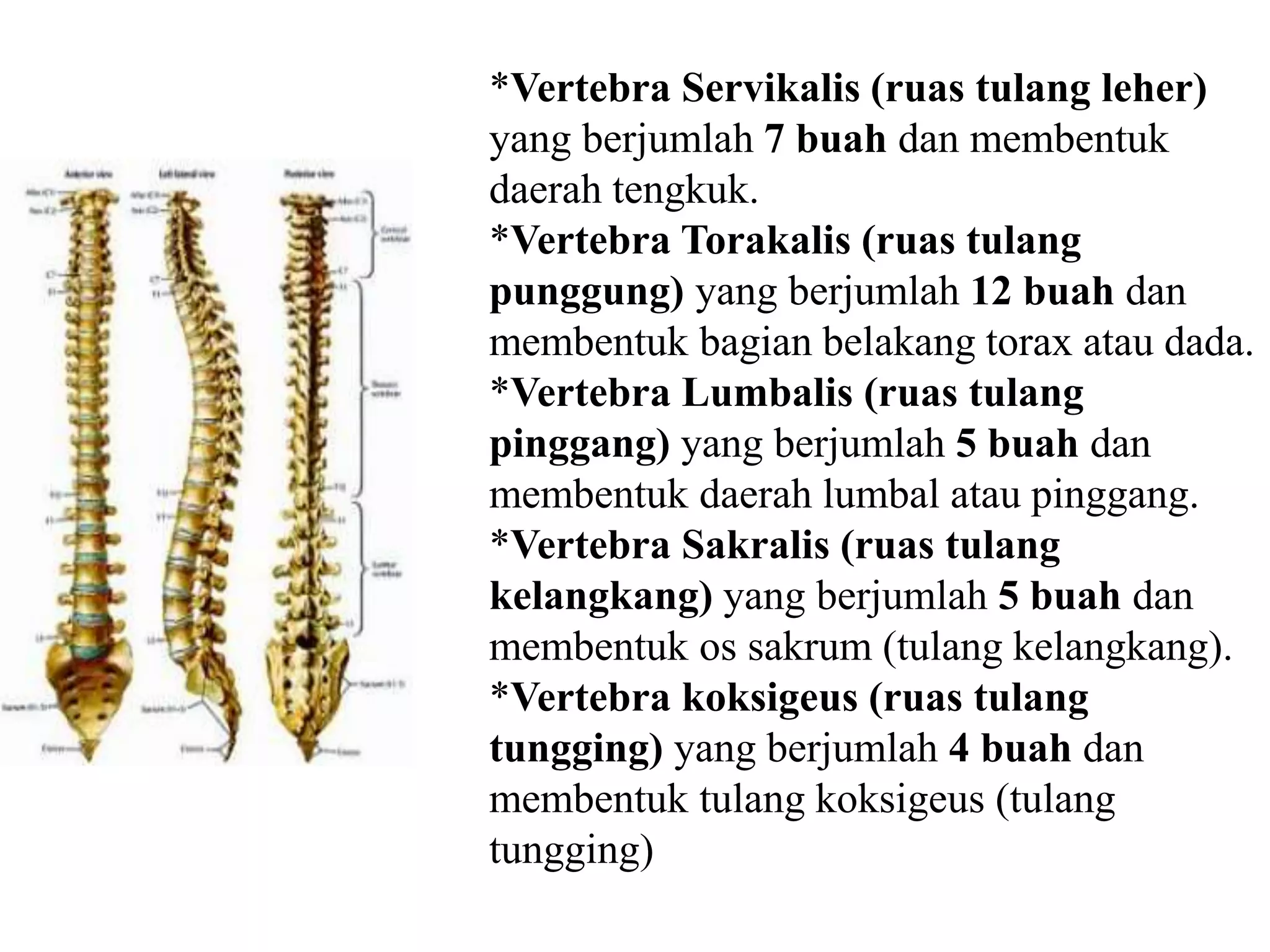 BIOLOGI SISTEM REGULASI (KOORDINASI) KELAS XI SMA | PPTX