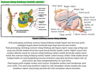 BIOLOGI SISTEM REGULASI (KOORDINASI) KELAS XI SMA | PPTX