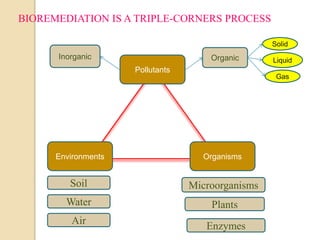 Bioremediation | PPTX