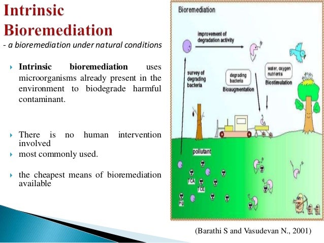Bioremediation