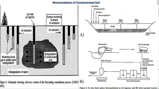 Bioremediation | PPTX
