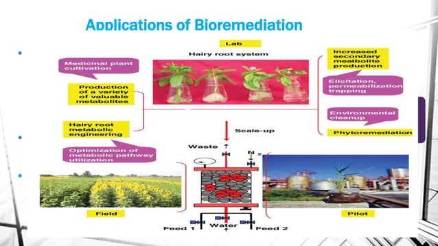 Bioremediation