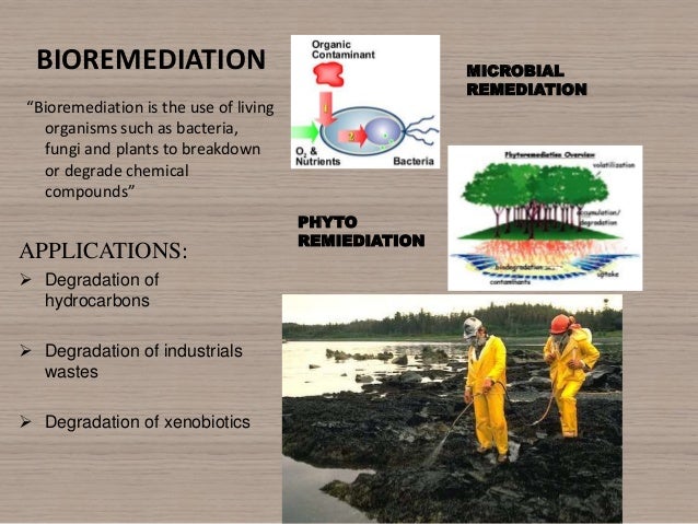 Bioremediation