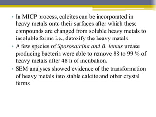 Calcite forming bacteria in bioremediation | PPT