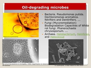 Pseudomonas Putida In Bioremediation