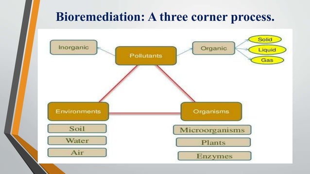 Bioremediation | PPTX | Indoor Environmental Quality | Home & Garden