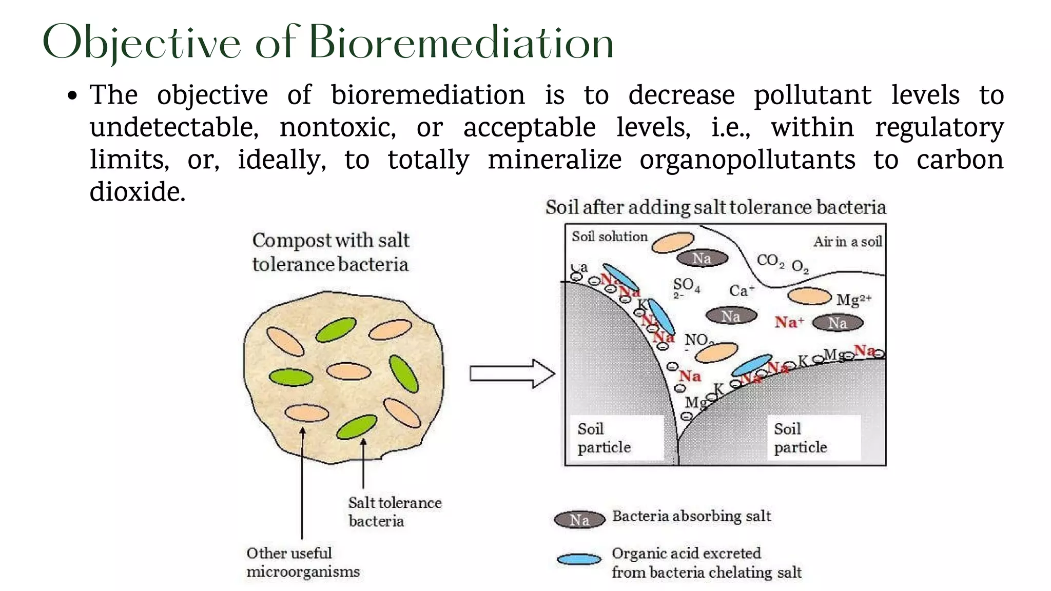 Bioremediation.pdf