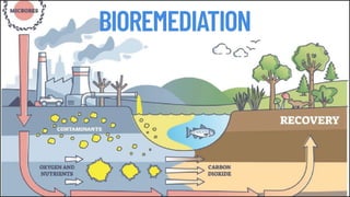 The different types of bio-remediation and its importance. | PDF