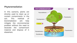 The different types of bio-remediation and its importance. | PDF
