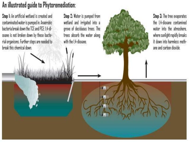 Bioremediation and phytoremediation | PPTX | Gardening | Home & Garden