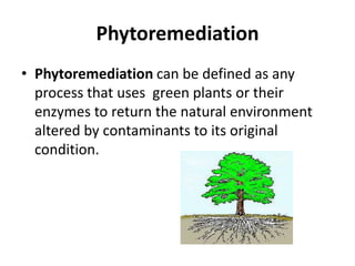Bioremediation and phytoremediation | PPTX