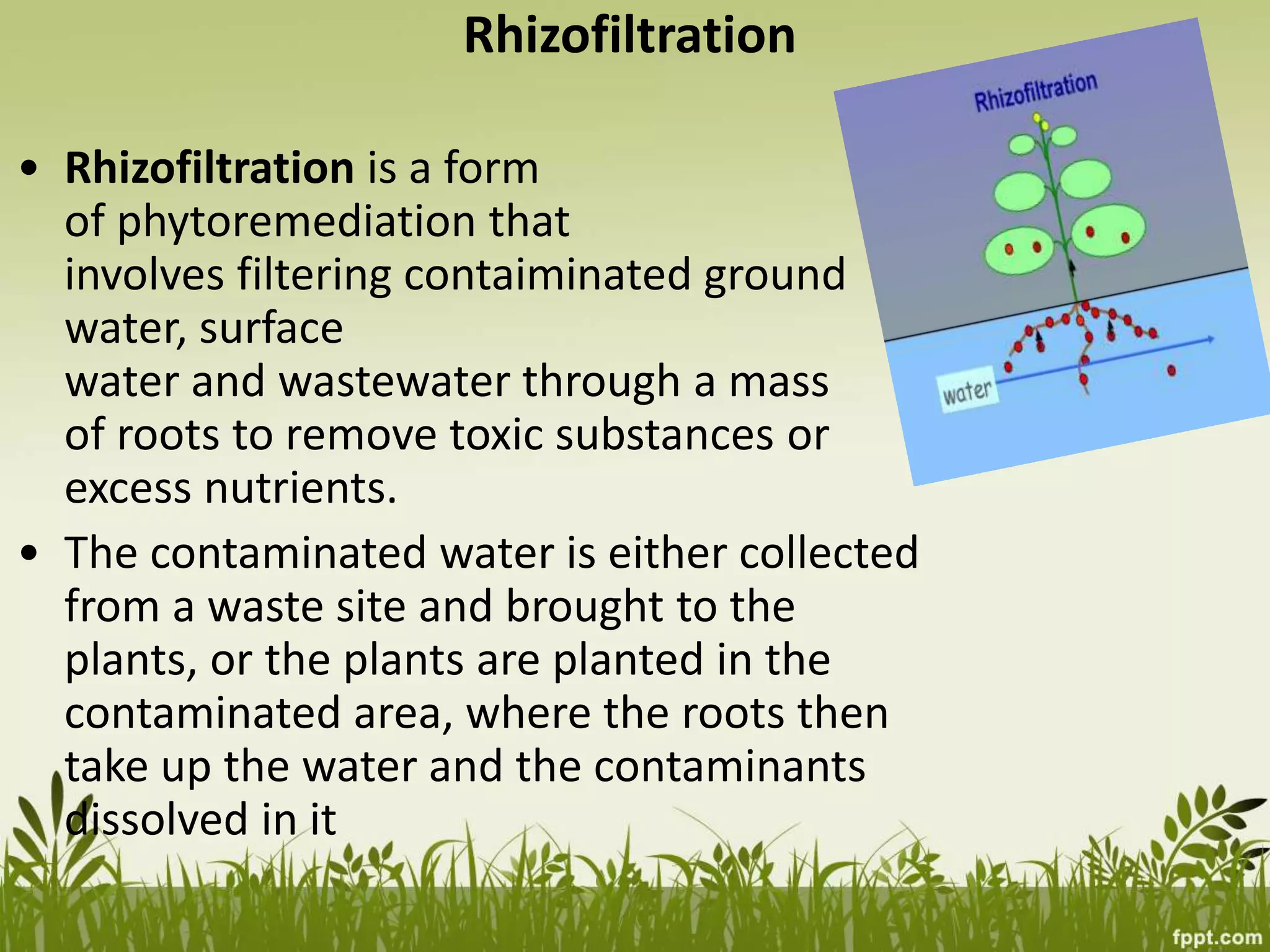 Bioremediation | PPT