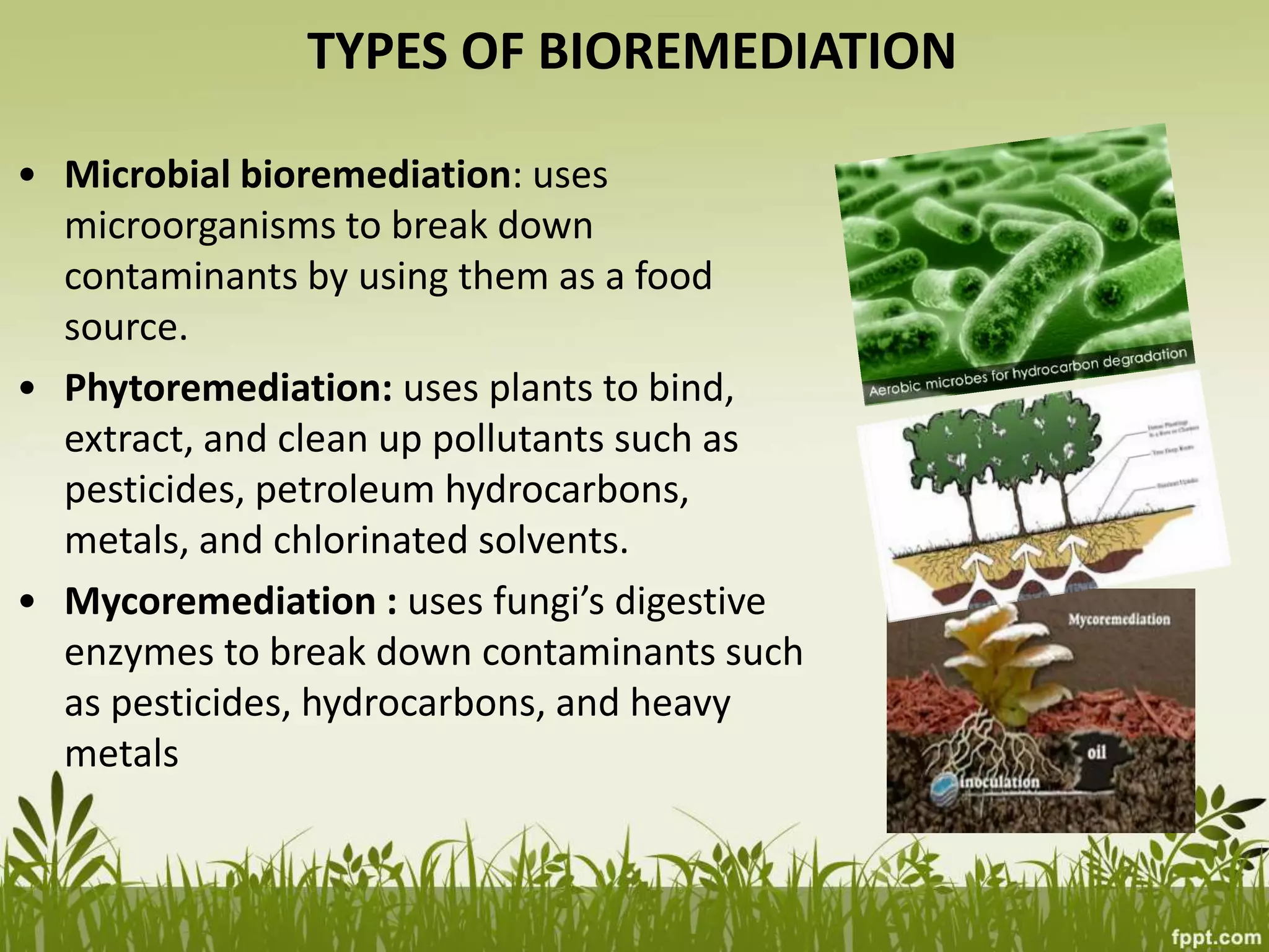Bioremediation | PPT