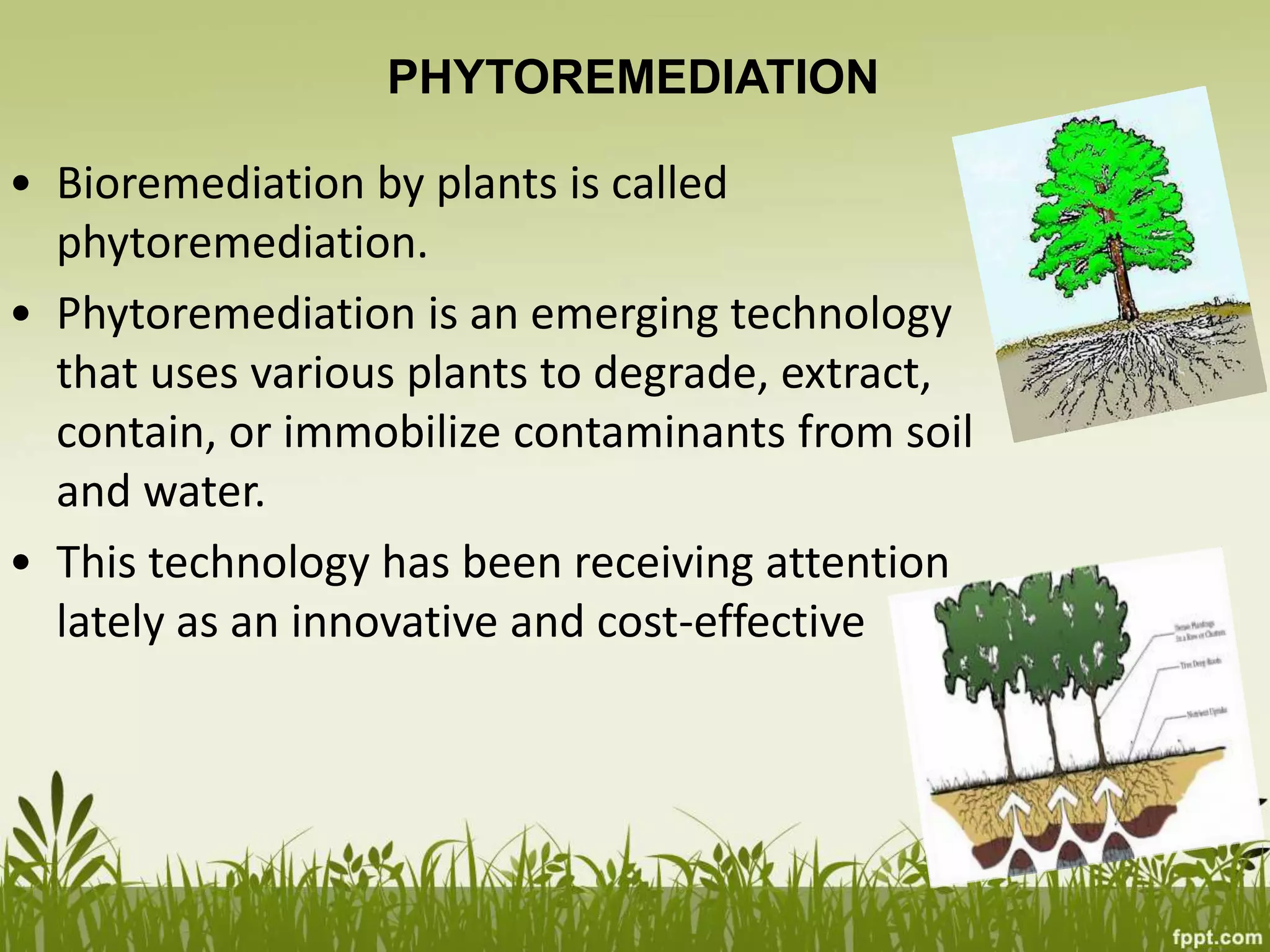 Bioremediation | PPT